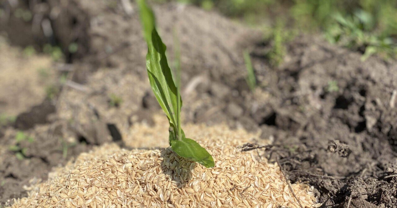 #ショウガ科 生姜 2｜Igi_labo