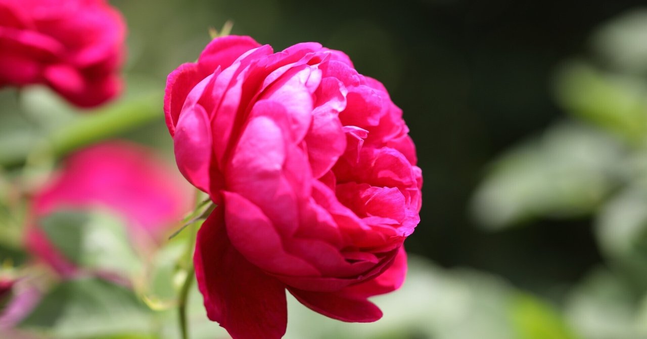 Strolling Ricky｜note