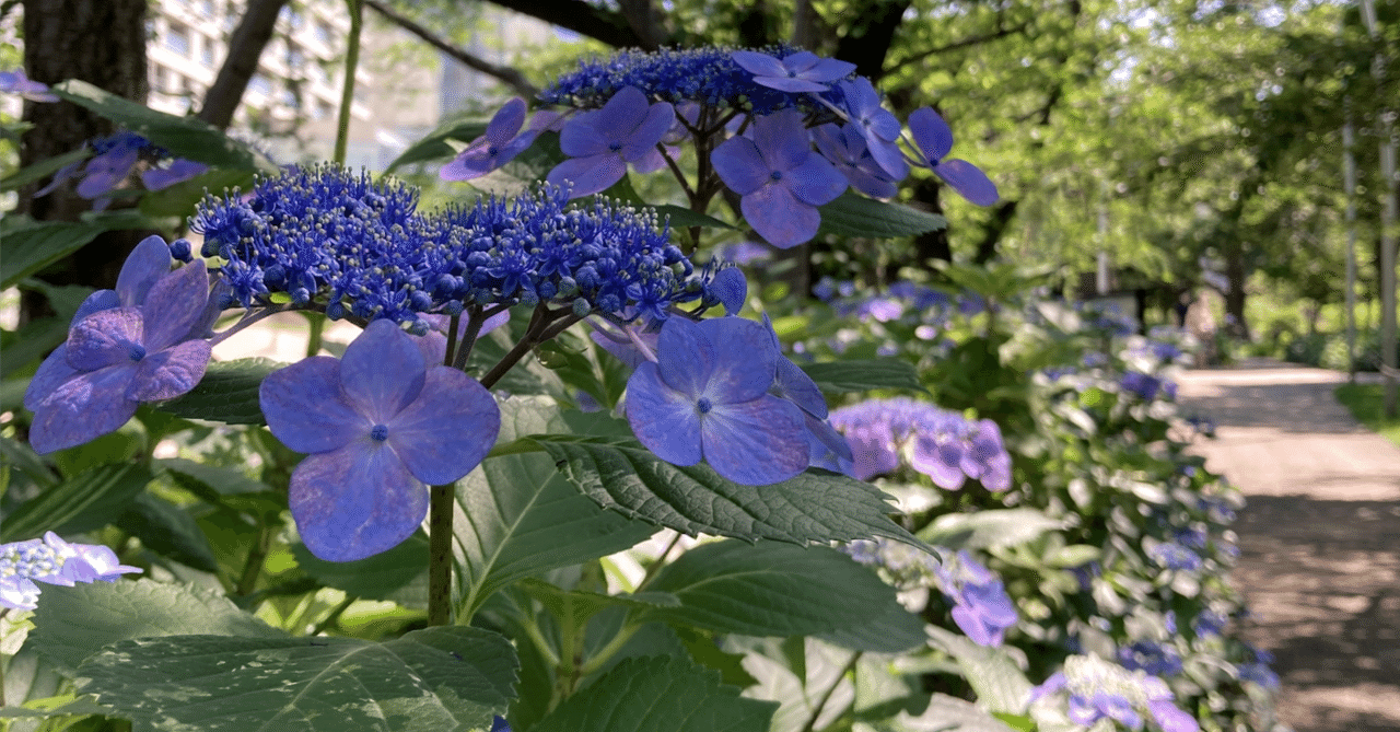 SocialTradeの魅力｜はなSTCM