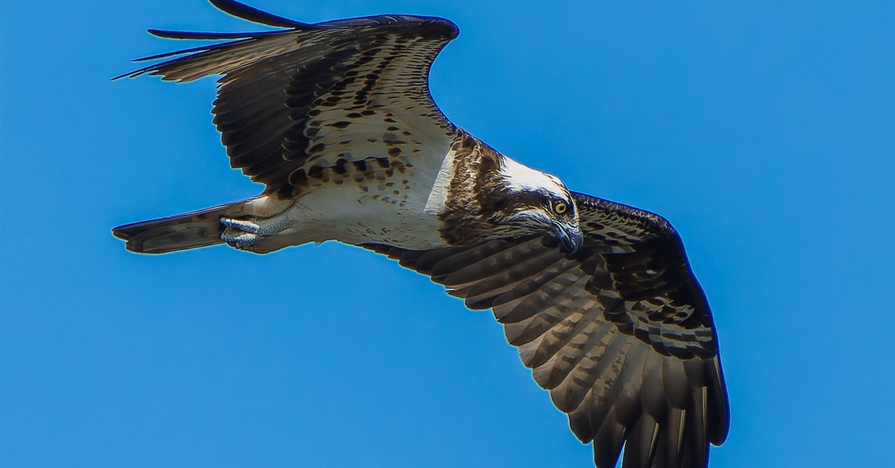 ニコニコ動画のサイバー攻撃に学ぶ｜neji bit