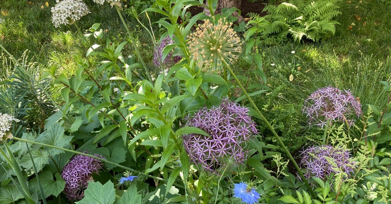 ＃5 コンパッショネートなシステム思考を子育てやなんやかんやで使う｜小林 浩子 Hiroko Kobayashi