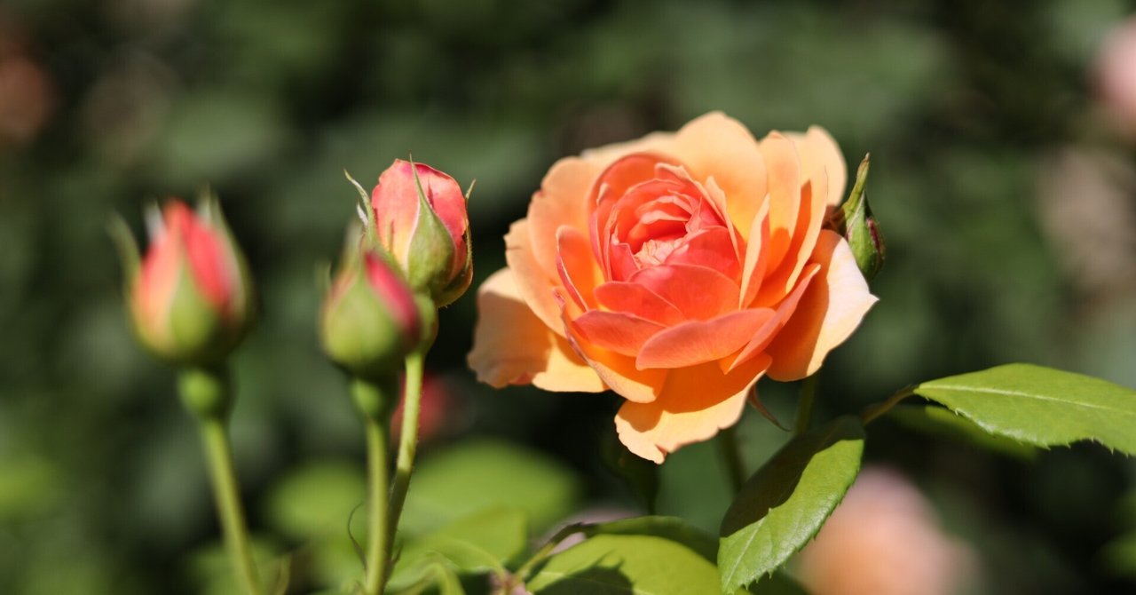 Strolling Ricky｜note