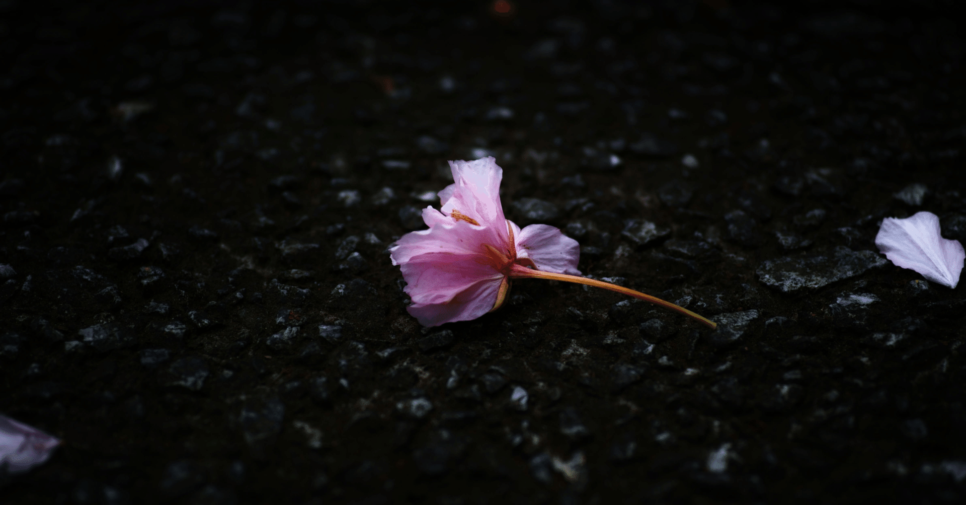 Ryosuke Matsusima｜note