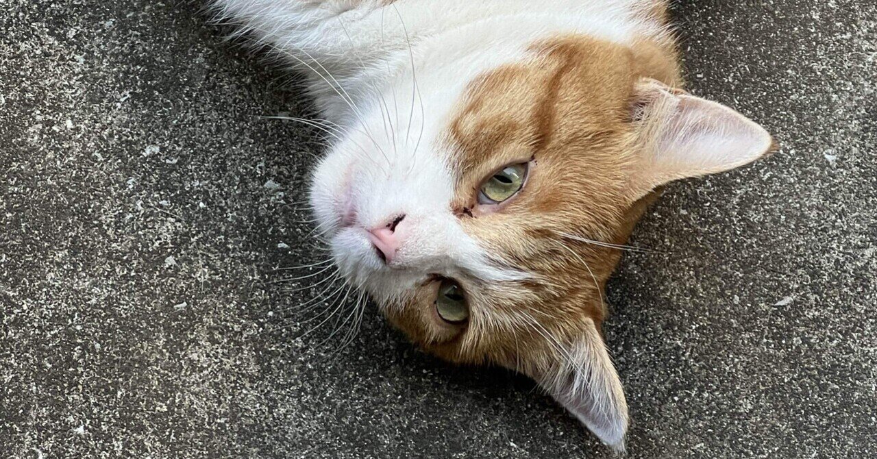 Hirolie Matsumoto ｜note