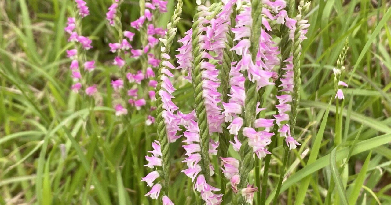 ネジバナわさわさ｜之哲／Yuki Satoru