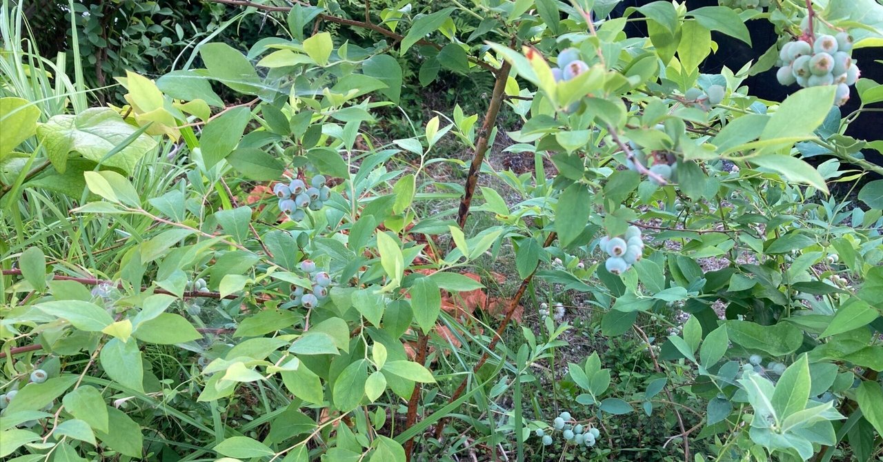 Yukihiko Yamada ｜note