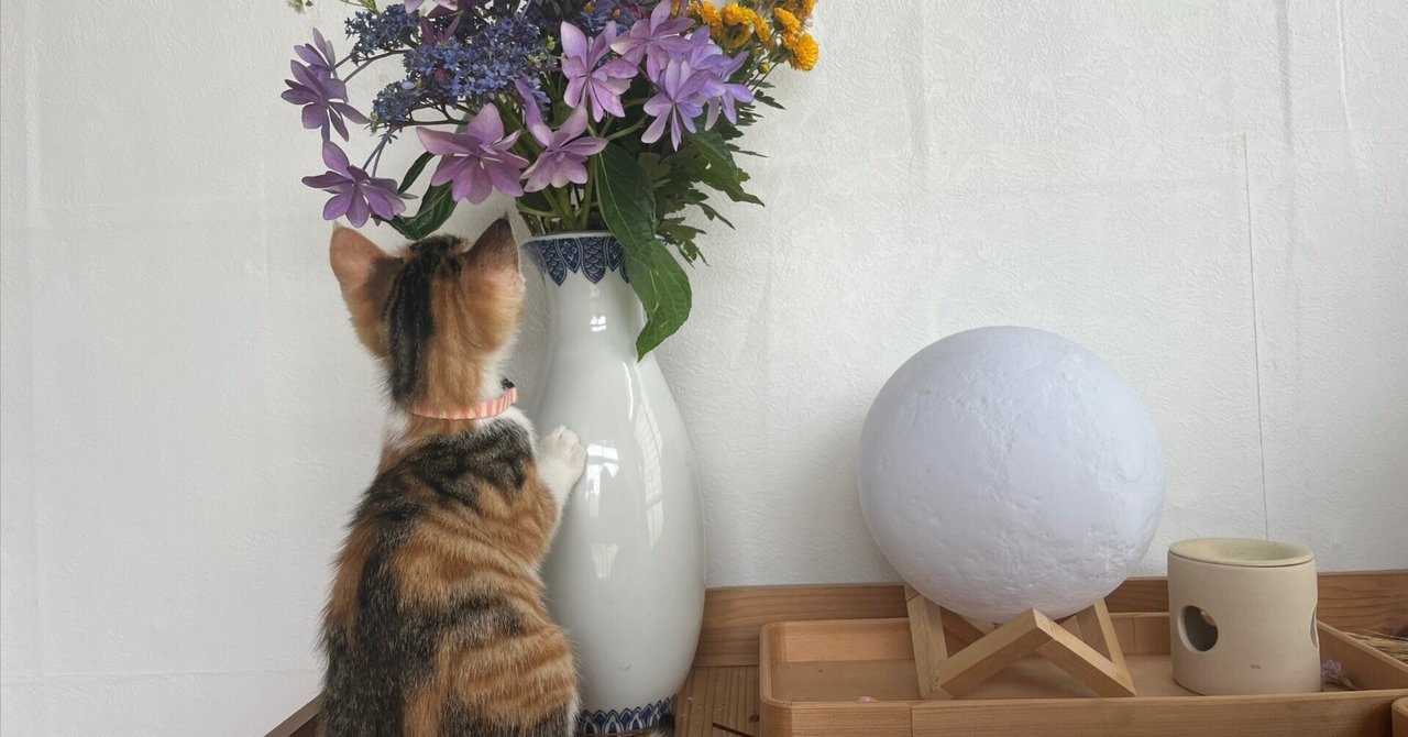 awai Sou / 佐藤 草 ともにいのちを生きる｜note