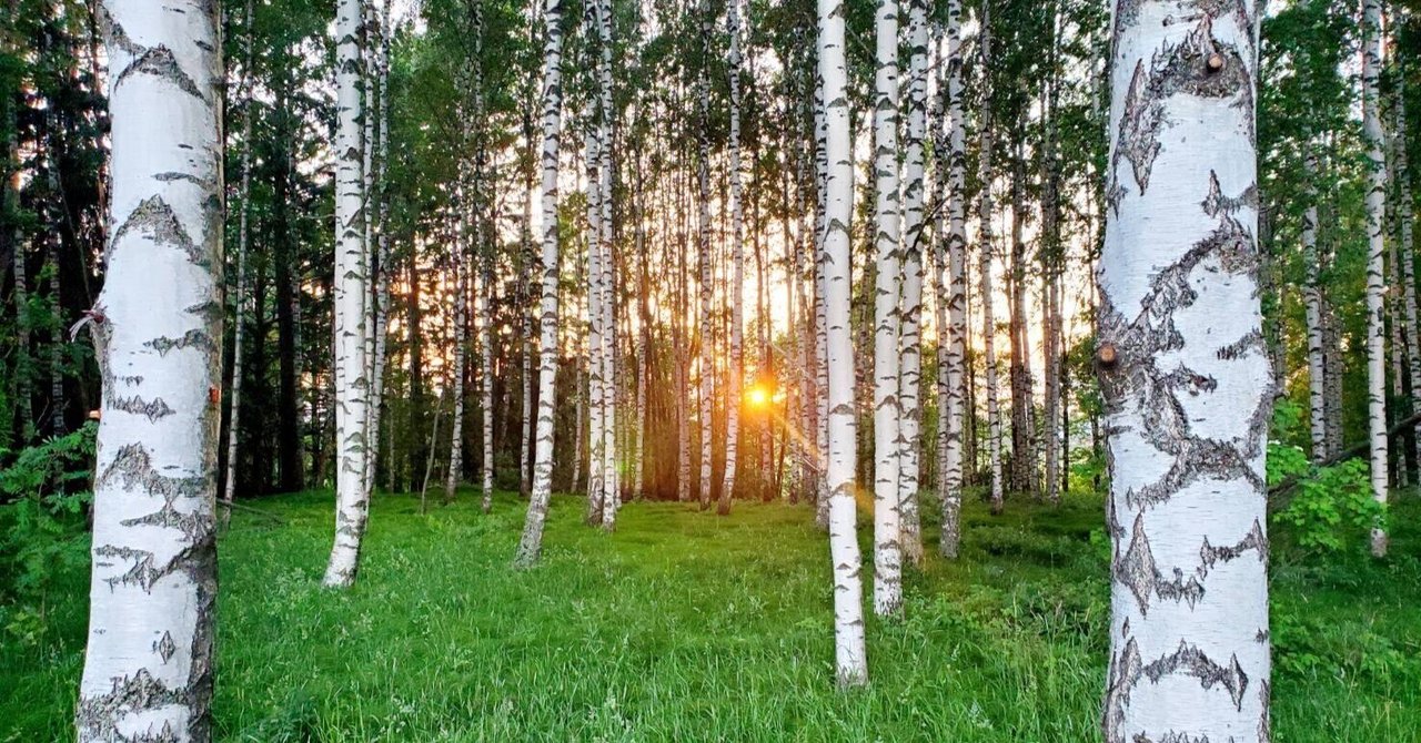 「7月は誰も研究室にいないと良いな！」休暇前に教授が放った衝撃の一言｜Matti🇫🇮