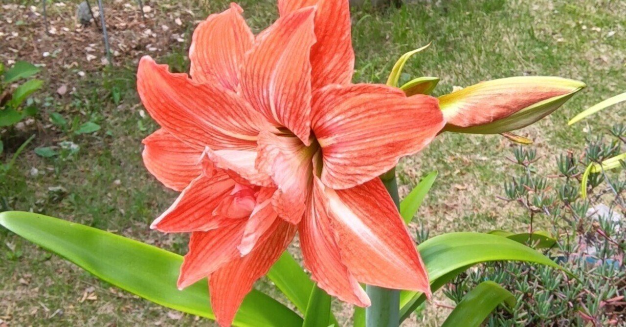 アマリリス｜mimi fleur