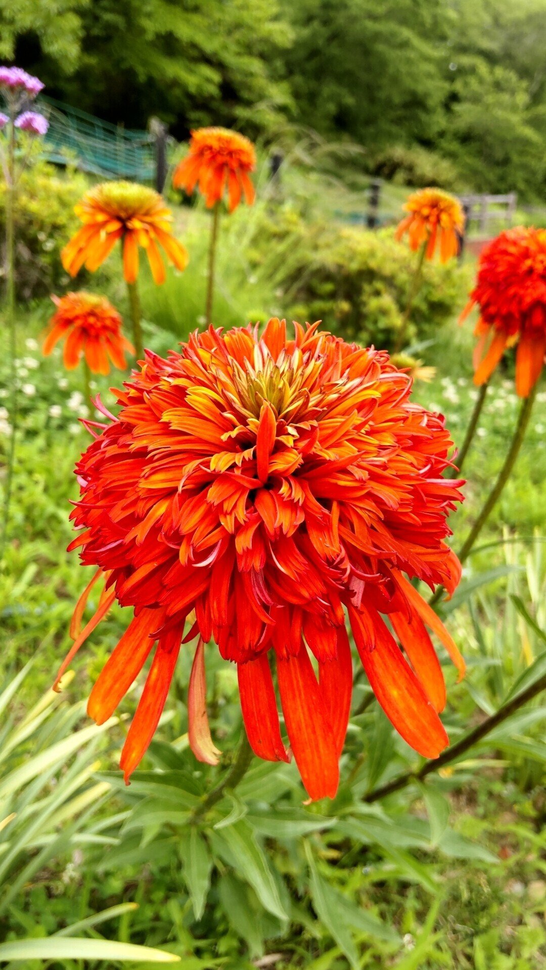 自分らしく｜mojira