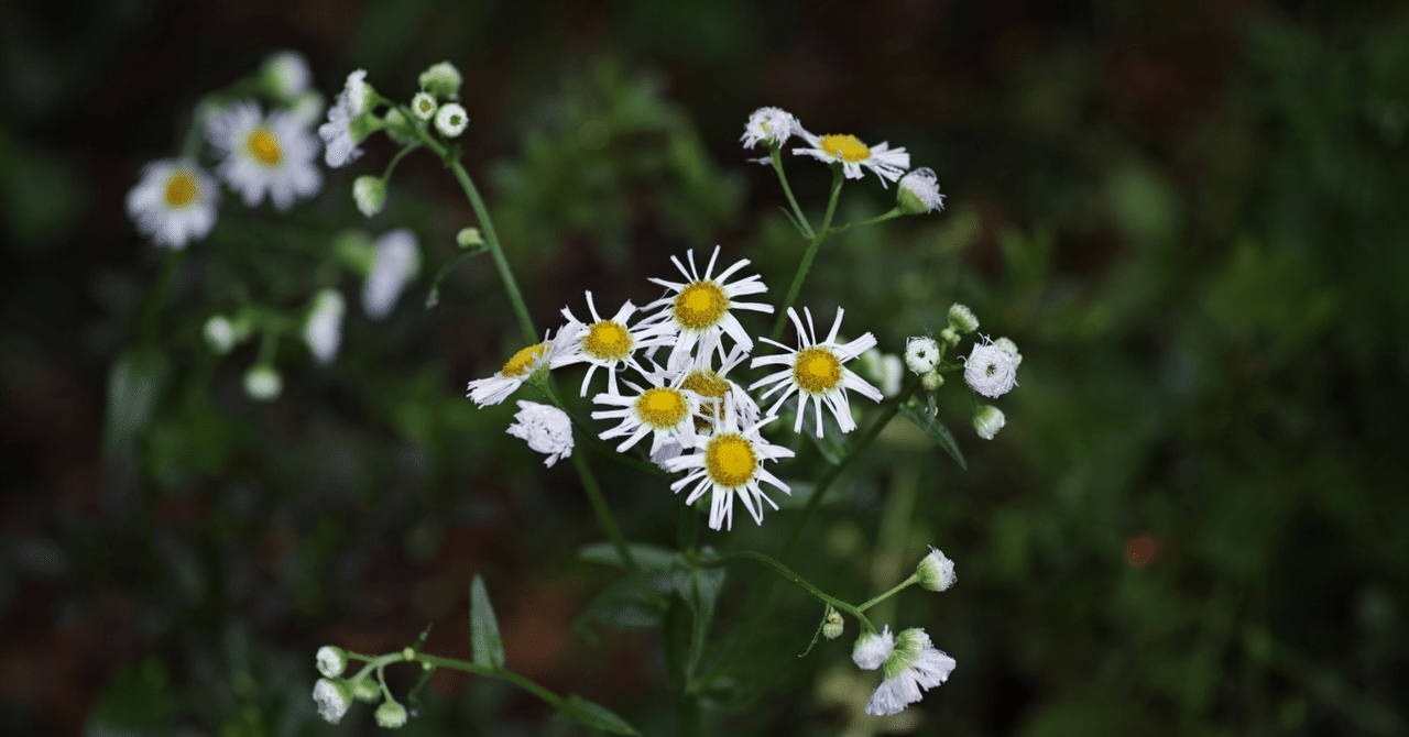 Ryosuke Matsusima｜note