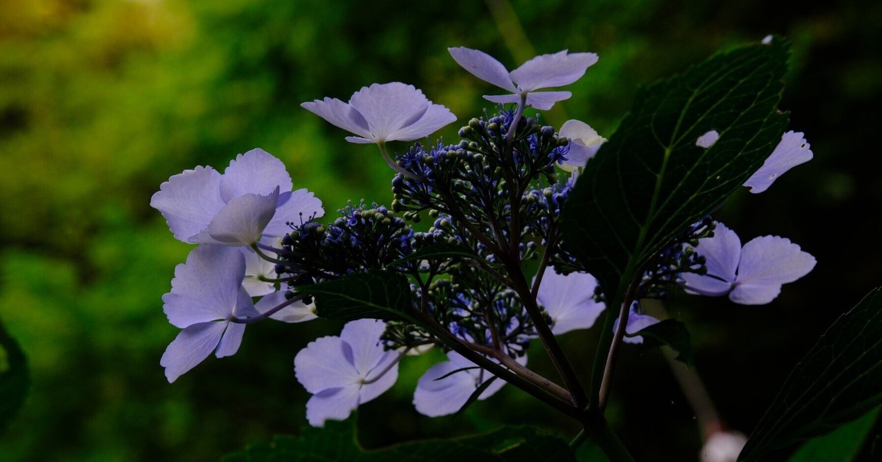 Fujifilm X-T5で紫陽花を撮ってみました。自然農の畑で野菜の花も撮影。｜fold_hama
