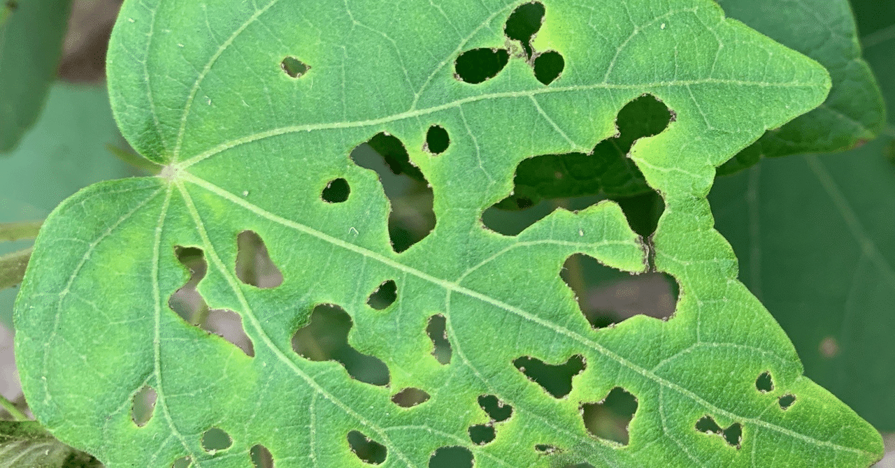 【虫食い】と【カビ】 コーヒーの欠陥豆について｜stim_coffee_自家焙煎/コーヒー豆/ネットショップ