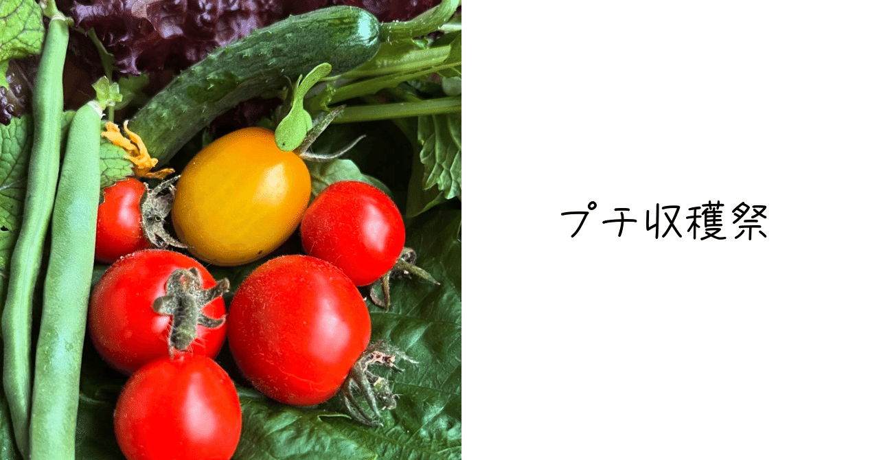 日照半日の旧デスベランダに新たな記録が加わった！｜Ms'HIRO