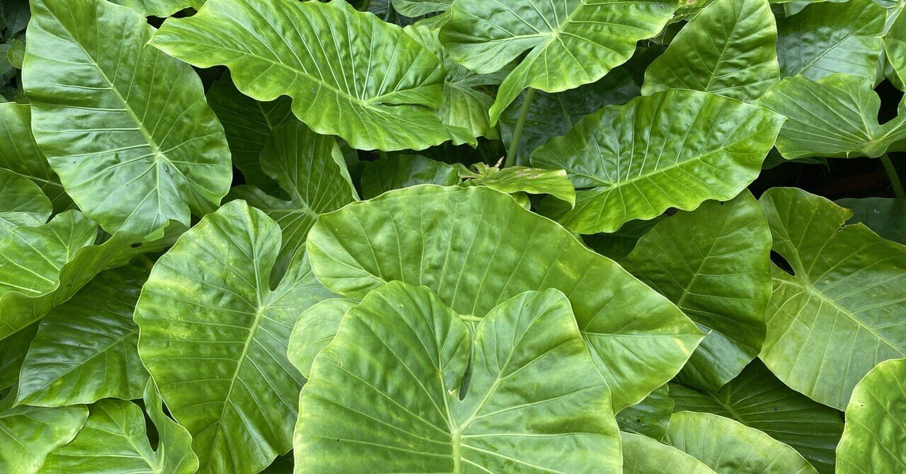 Minako /ヒーリングサロン南風｜note