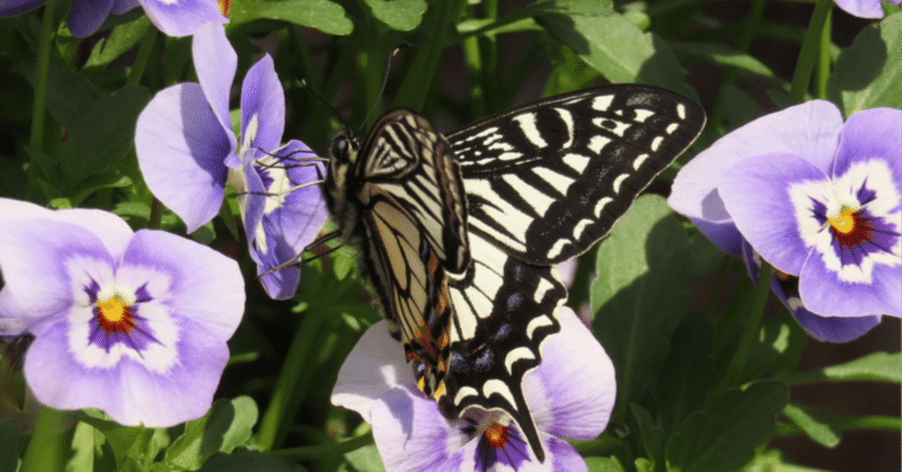 場面緘黙｜shiny_achi