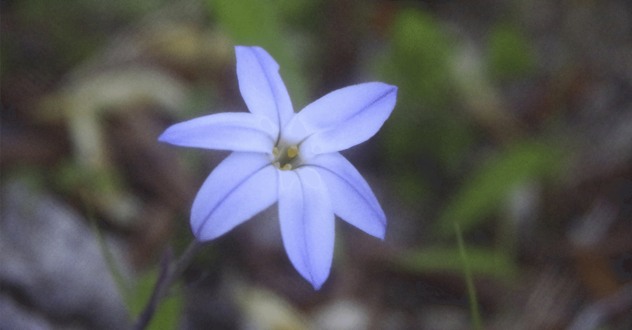 鈴々堂/rinrin_dou@昭真｜note