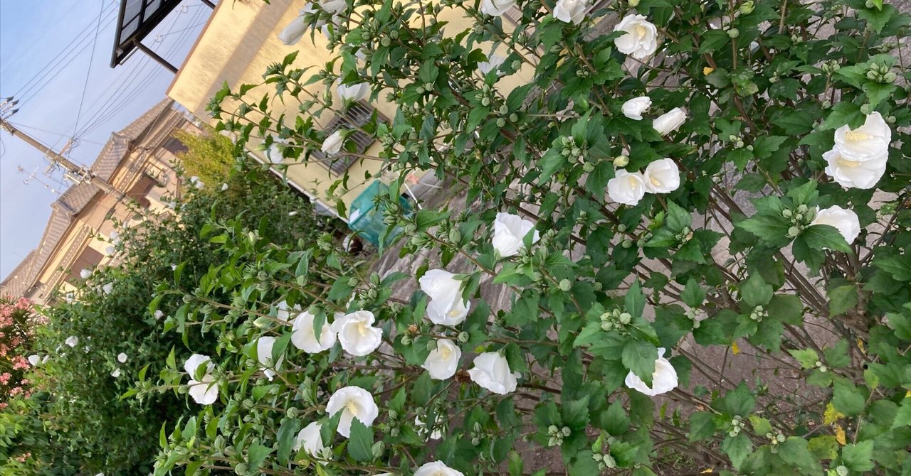 Yukihiko Yamada ｜note