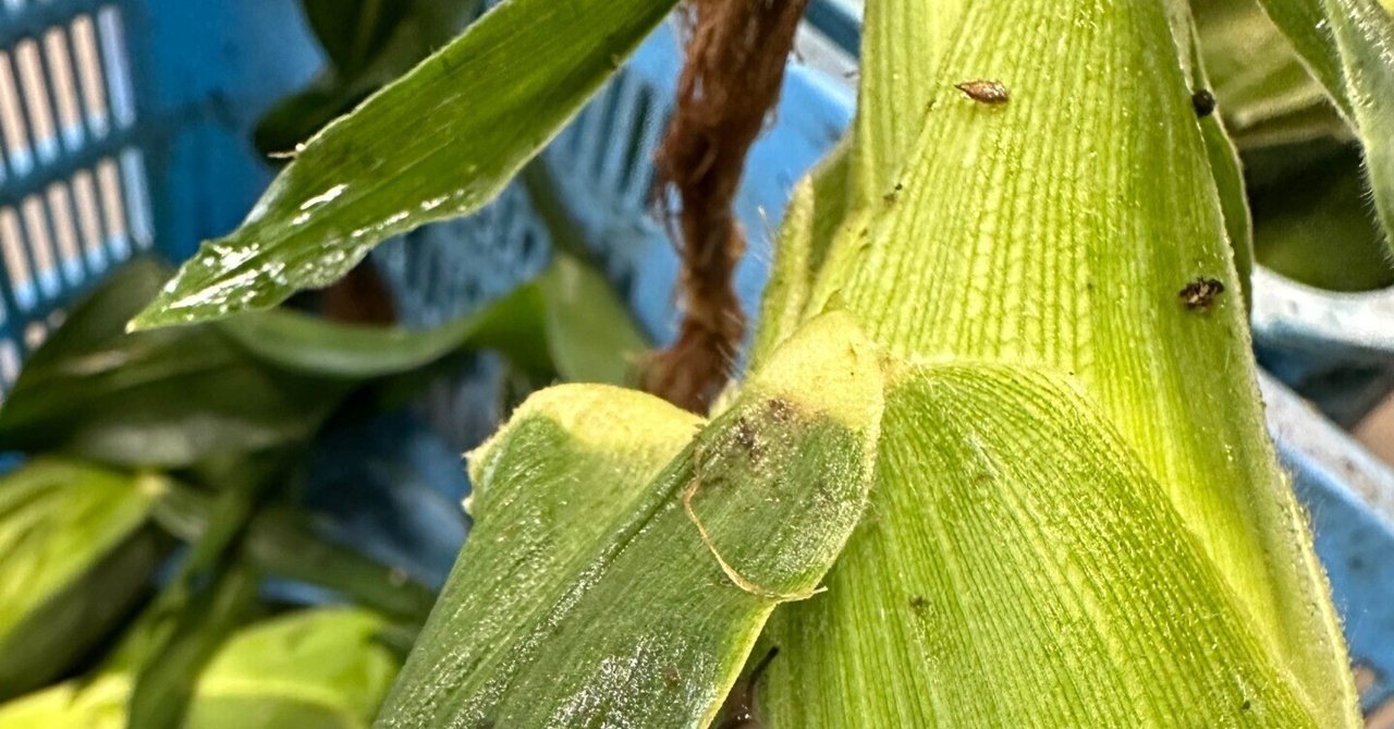 2024とうもろこし(12)害虫：ナメクジ｜NicePapa 平野 尚志