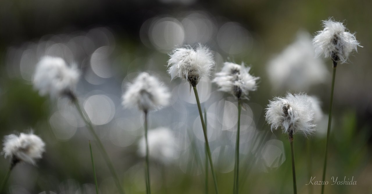 Kazuo Yoshida｜note