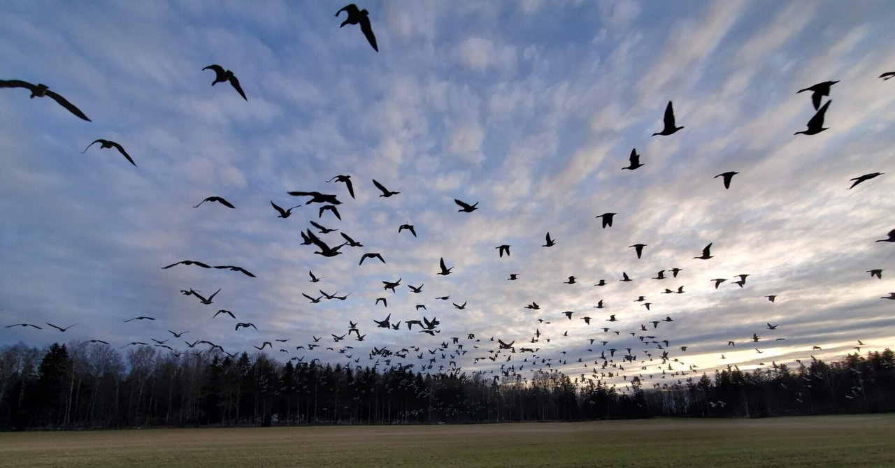 コネなしポスドク就活記① なぜポスドクを目指したか編｜Matti🇫🇮