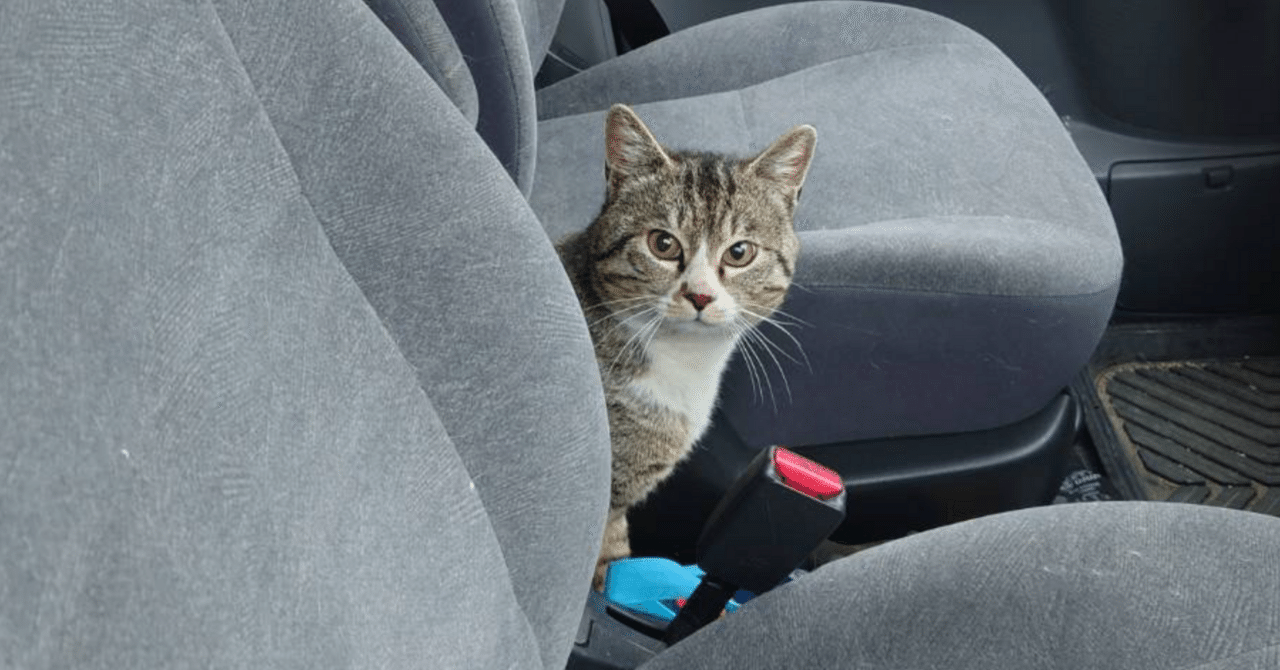 kyoko ＊christa AC｜note