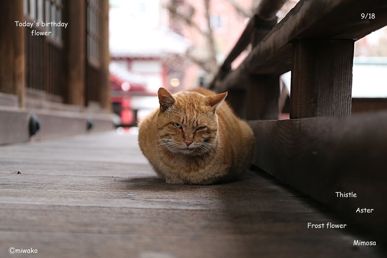 誕生花9/18｜MIWAKO｜note