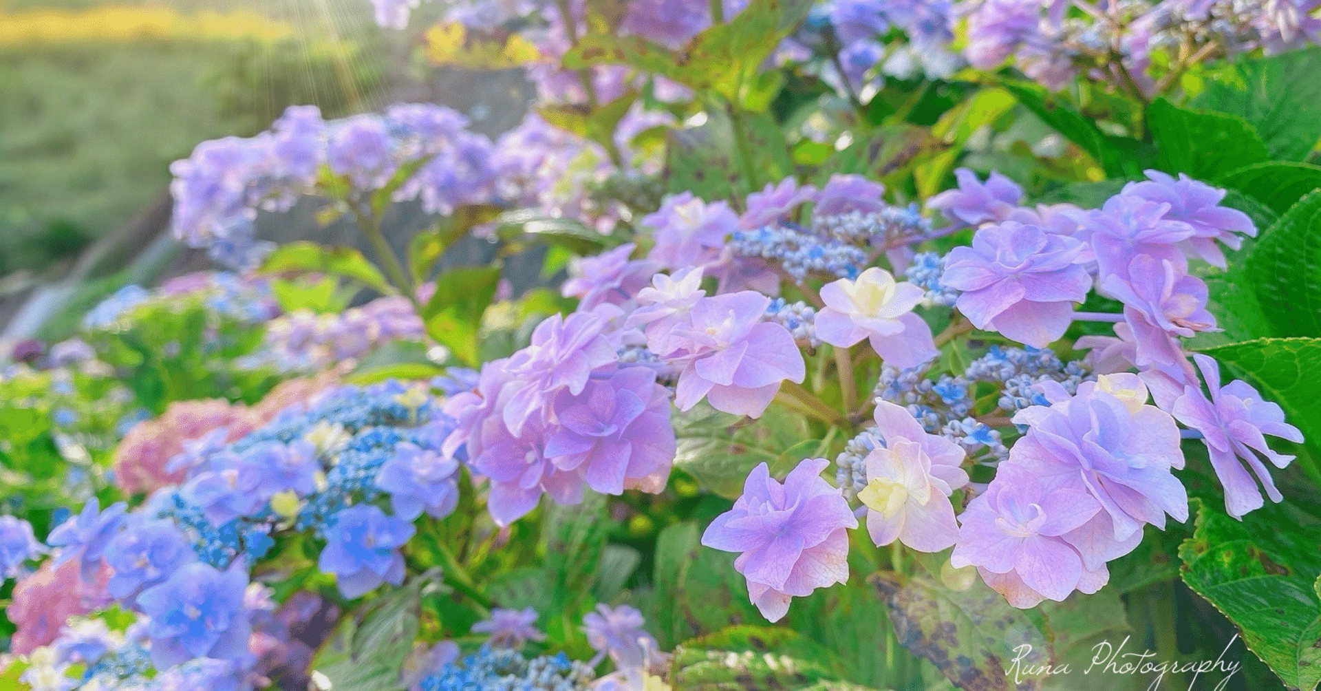 Salvatore 桃華 Akemi｜note