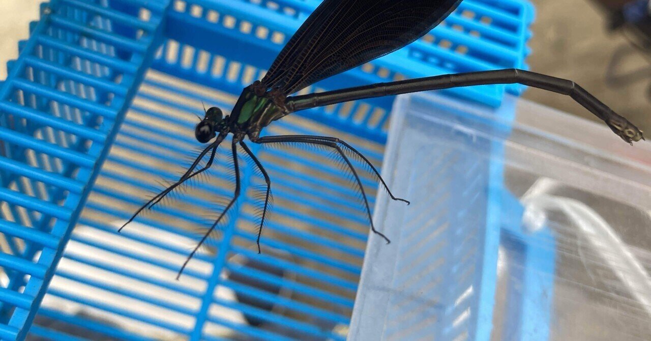 ドーパミンデトックス2日目！｜atelier_dnote