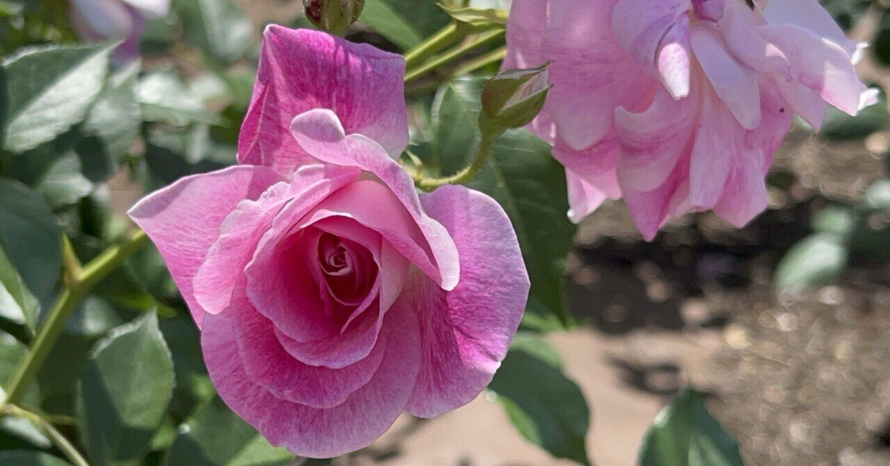 Salvatore 桃華 Akemi｜note