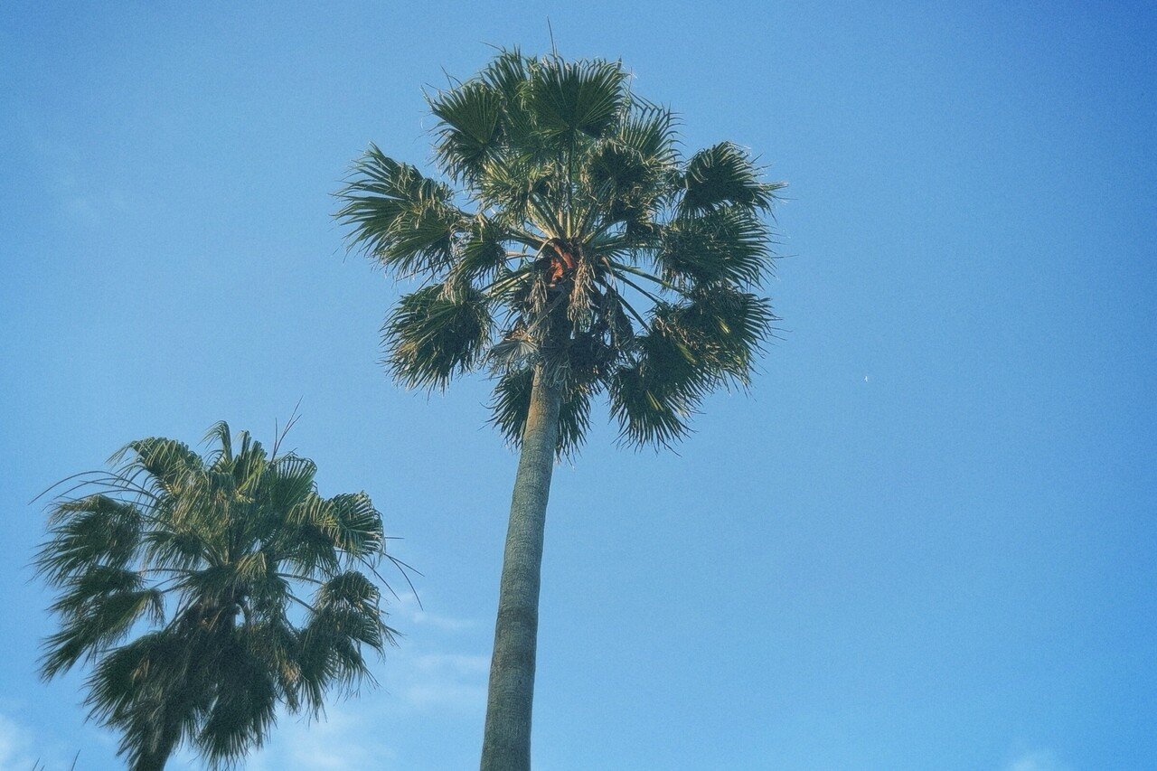 宮﨑珠里/Juri Miyazaki｜note