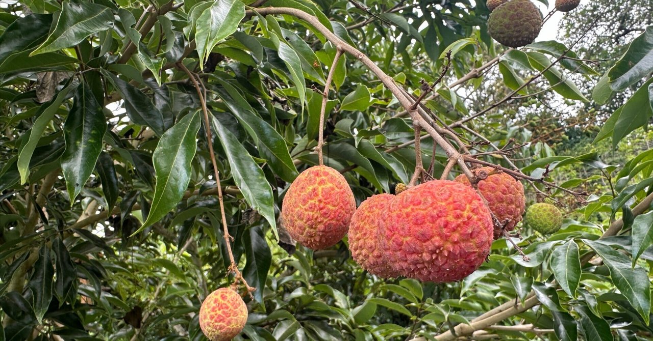 初めてのライチ｜Yoko Harada