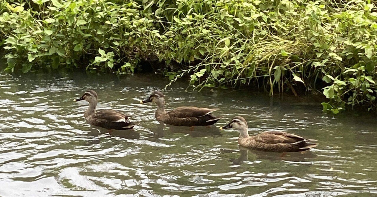 梅雨入り前｜なつ
