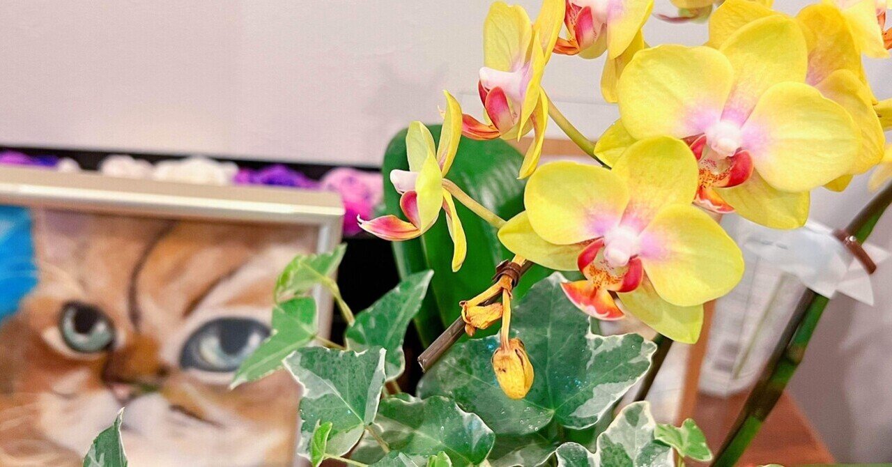 脳出血で倒れた日〜手術｜Salvatore 桃華 Akemi