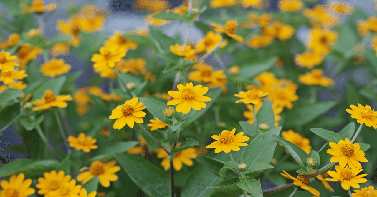 exixir の基礎 その1｜blue06_2022