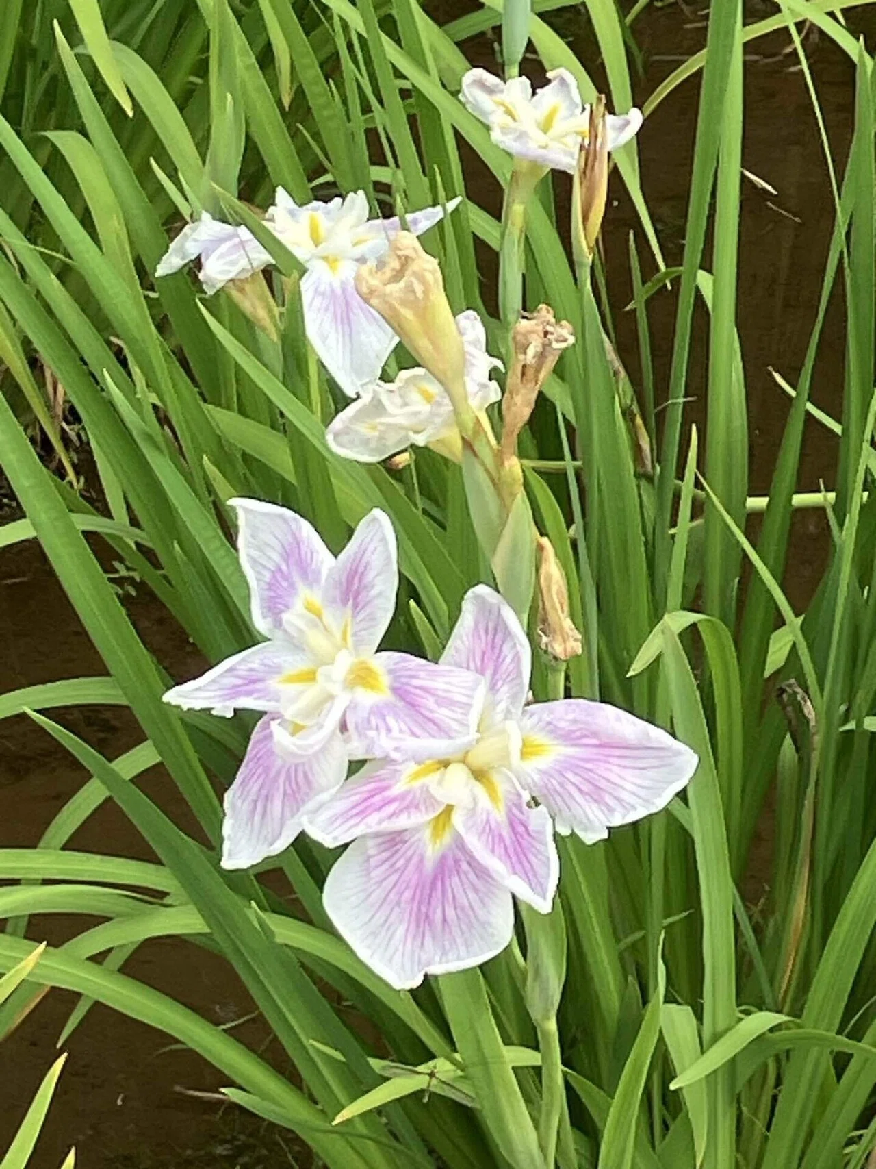 北山公園の菖蒲｜yoshie_FW