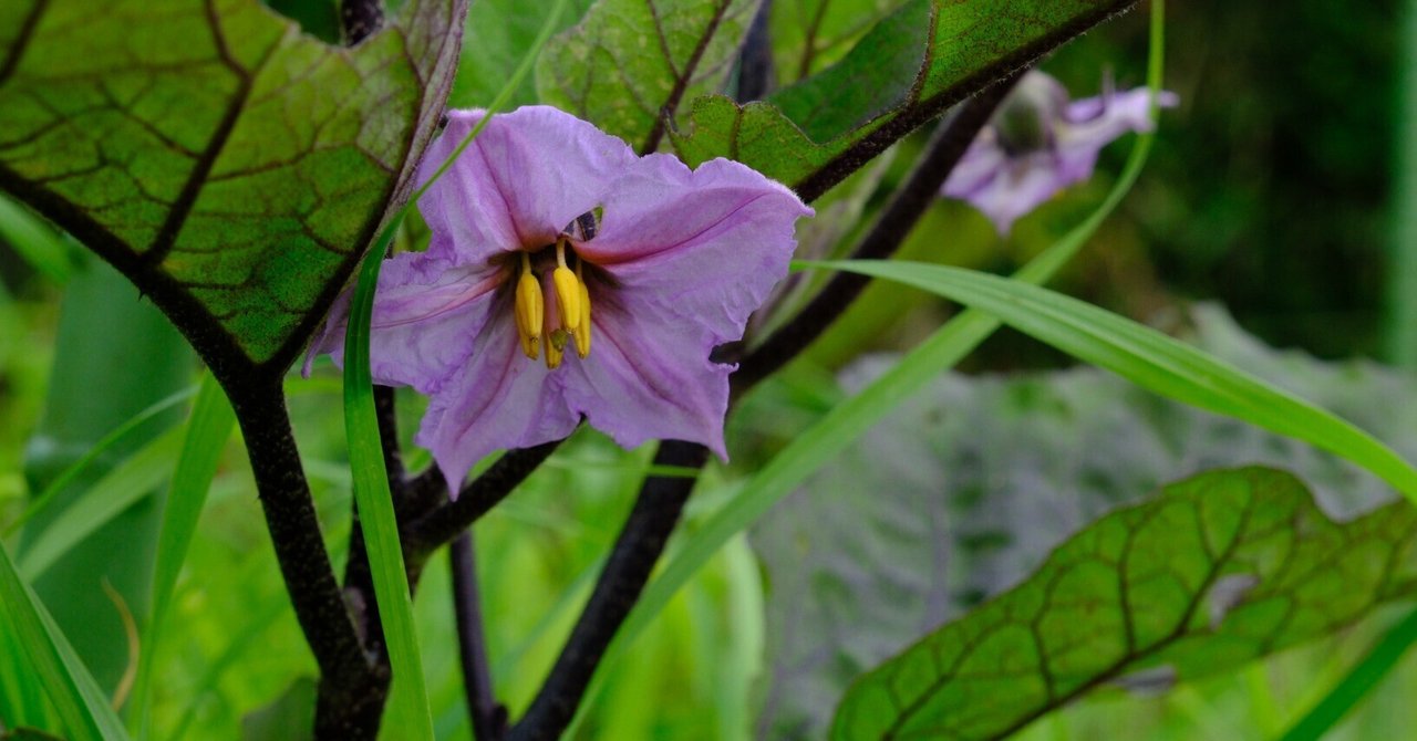 Fujifilm X-T5を持って散歩しています。それから自然農の続き。｜fold_hama