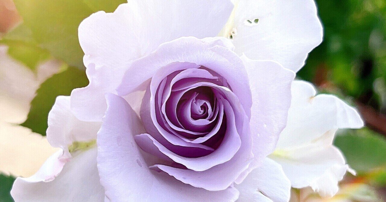 Salvatore 桃華 Akemi｜note