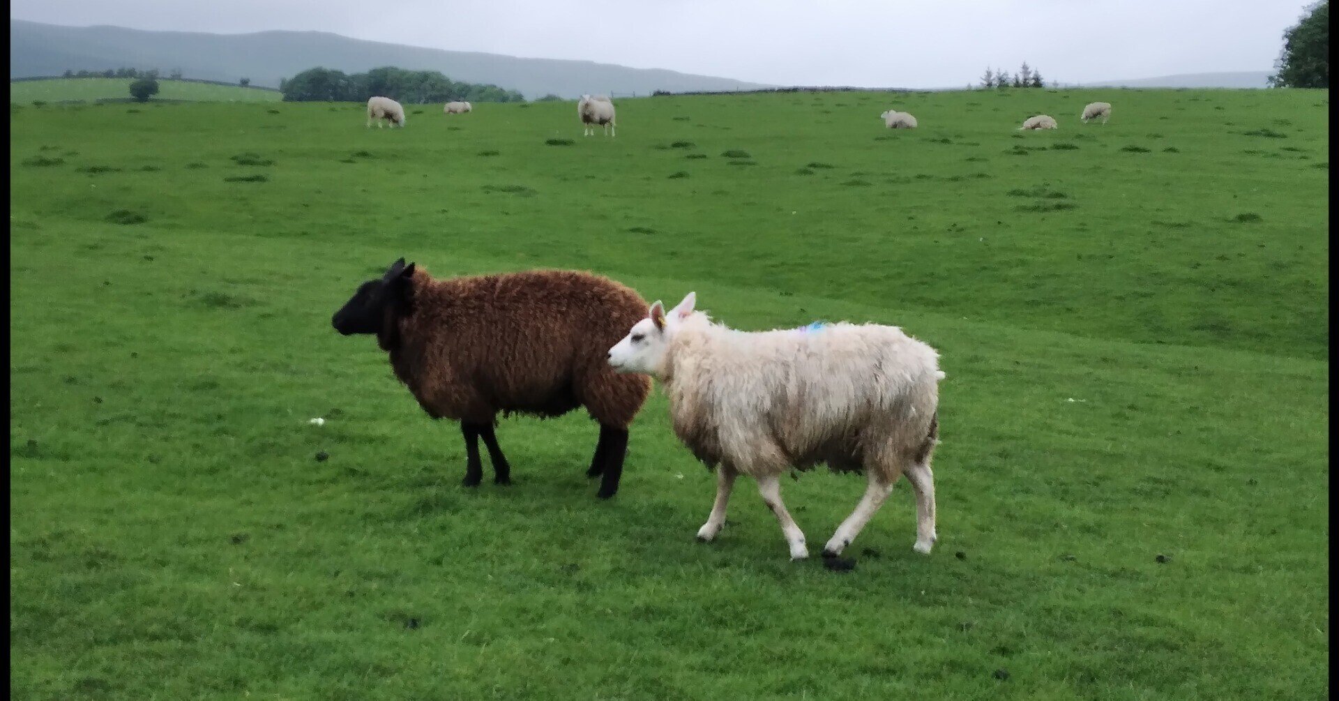 Yuko / Baa Baa Sheep Press｜note