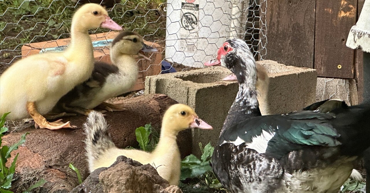 鶏とアヒル｜Yoko Harada