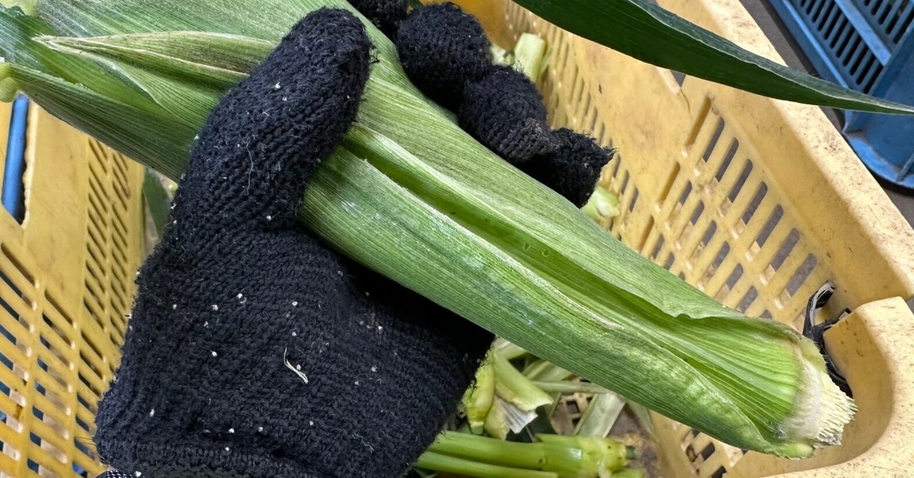 2024とうもろこし(13)出荷調整｜NicePapa 平野 尚志