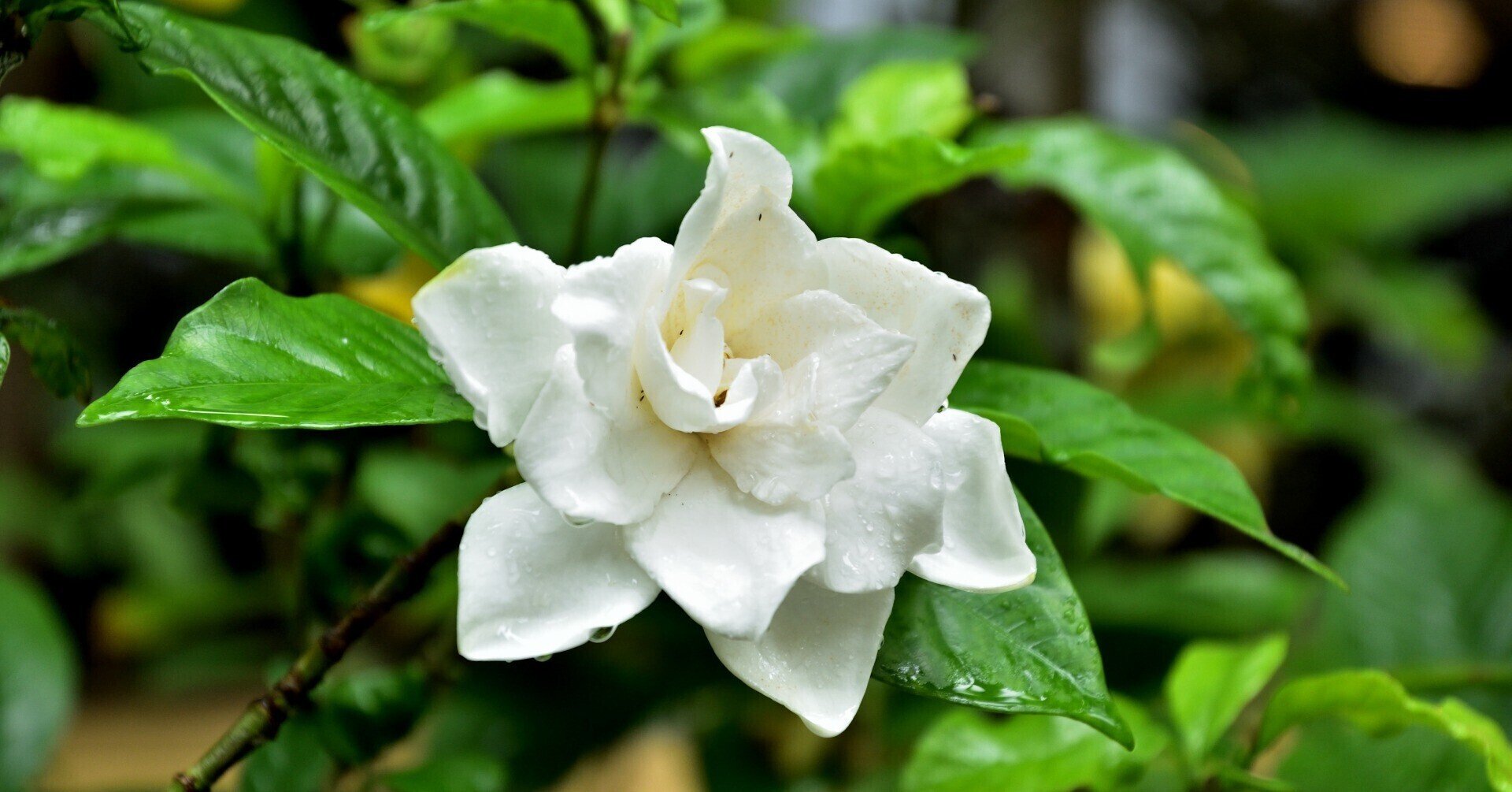 シニアSAMURAI｜note