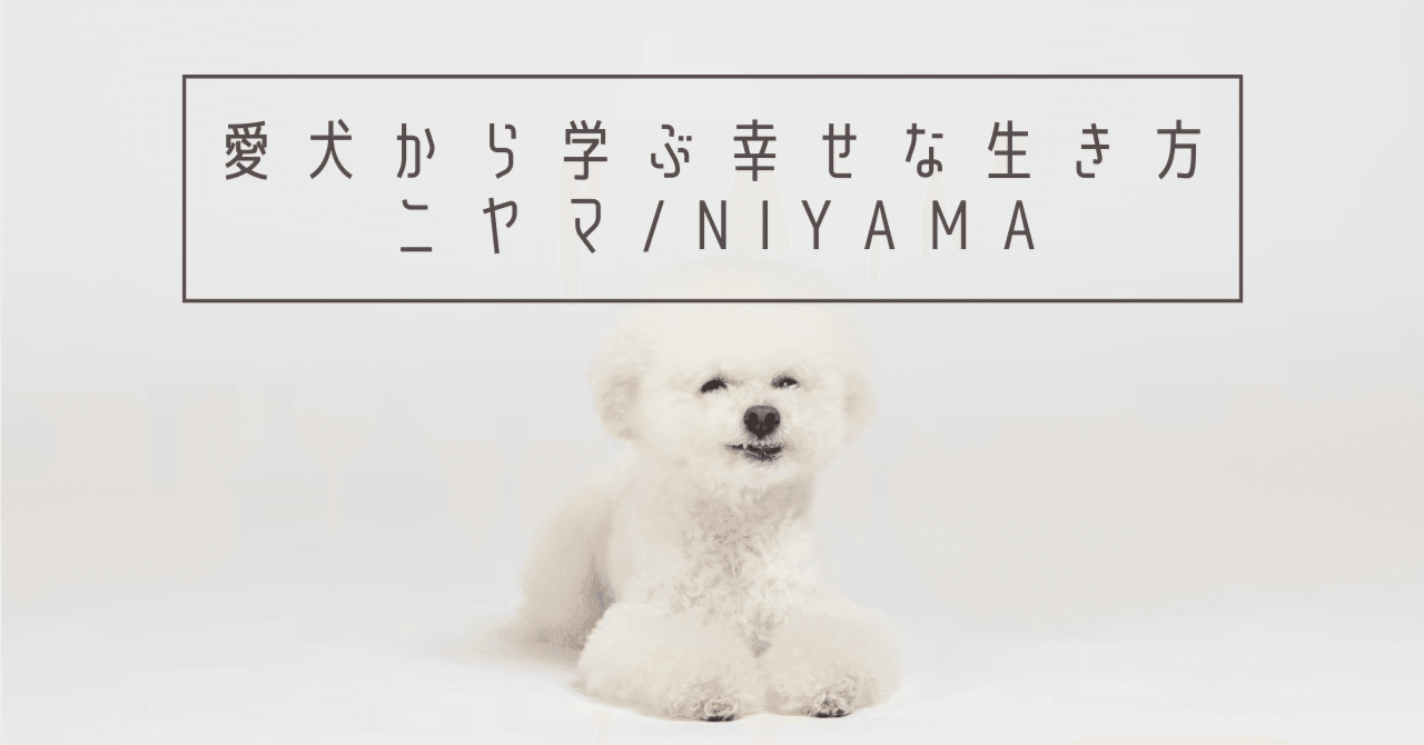 yocchi 🐩 ドッグヨガ＆ドッグホリスティックケアインストラクター｜note