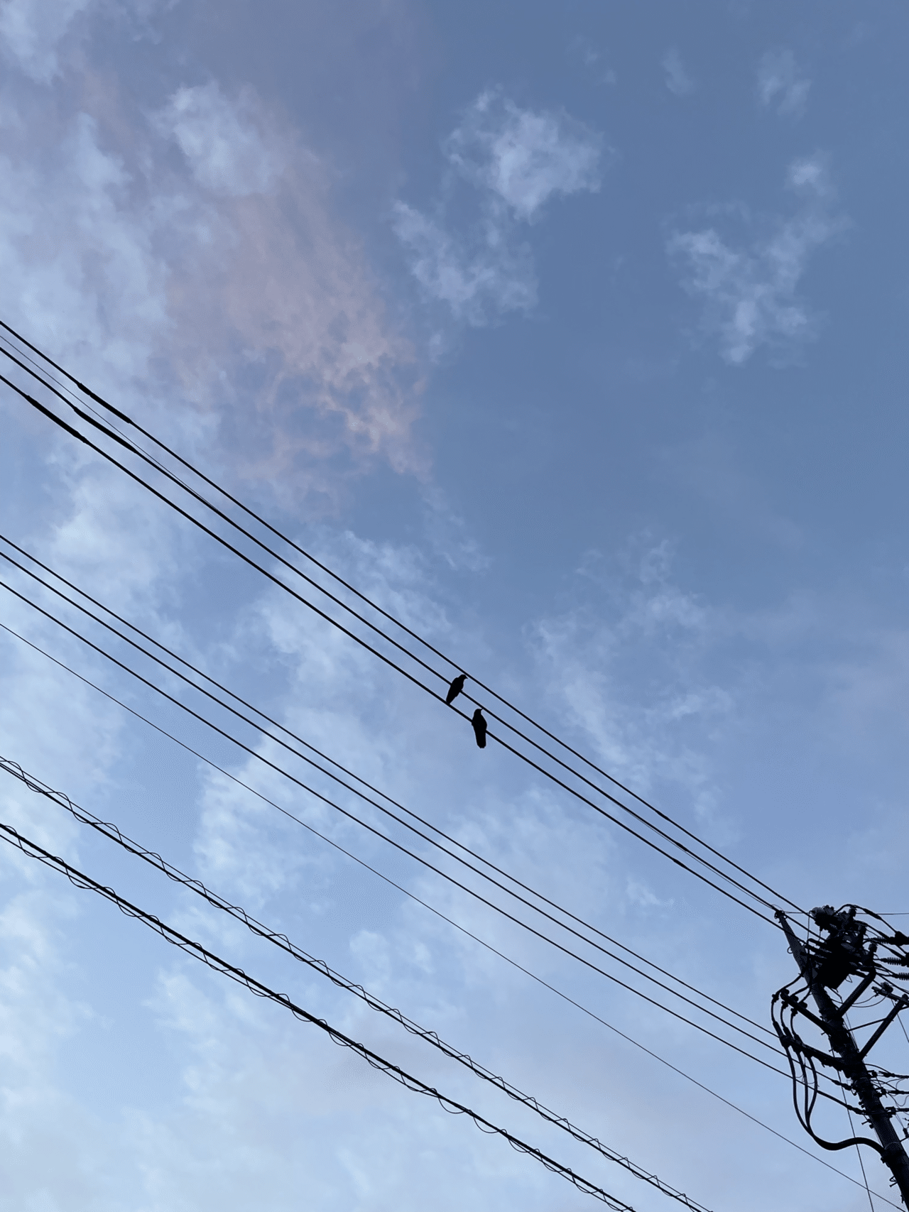 Lily Kobayashi｜note