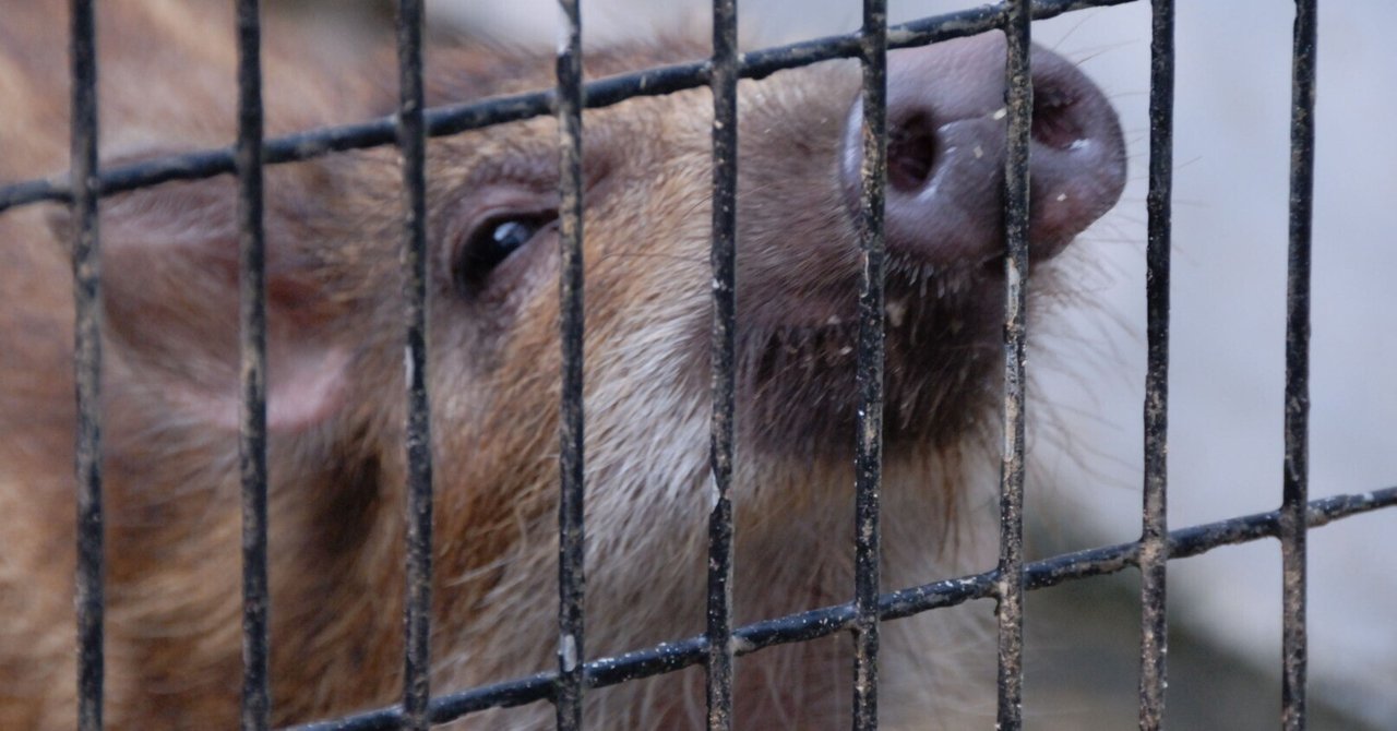 ニホンイノシシ物語｜M_ayumi