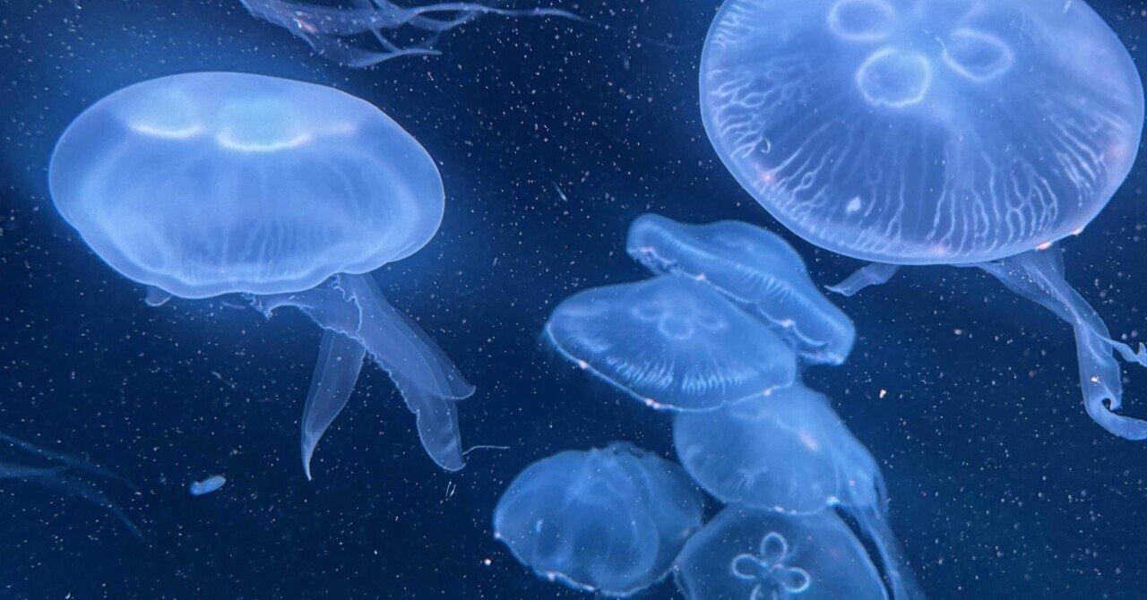 tomomo_nihao友も｜note