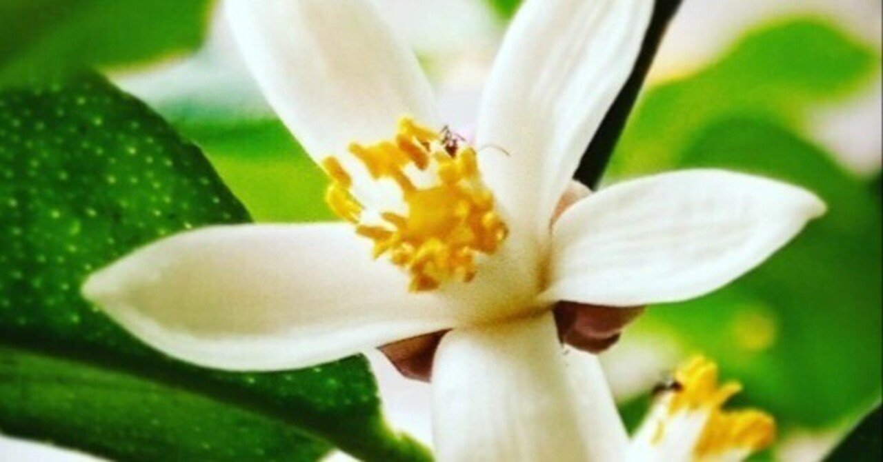 笑いバランス｜mitsuki