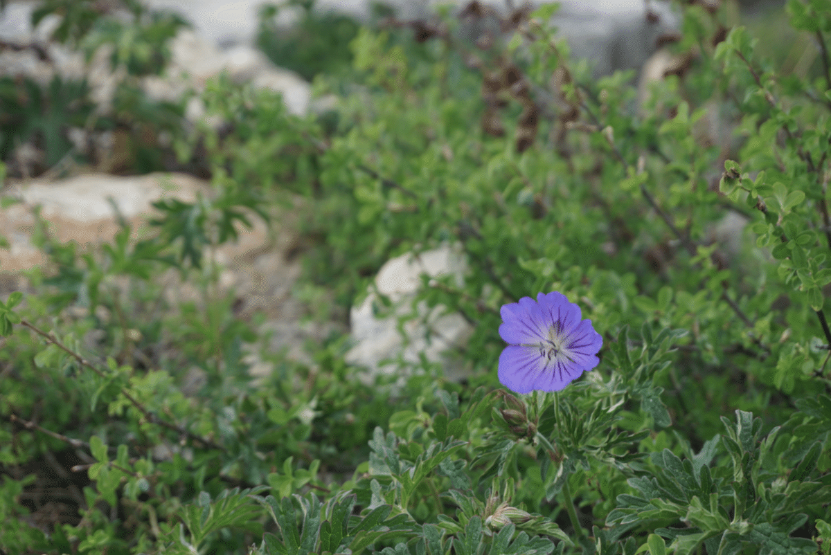 私は足元の濁った水を掬って飲んでみた【Gangotri→Bhojbasa⇄Gaumukh】｜Kiyofumi