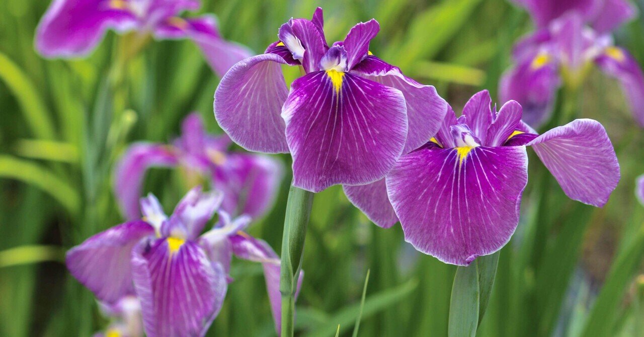 菖蒲華 〜あやめはなさく〜｜micay_lala