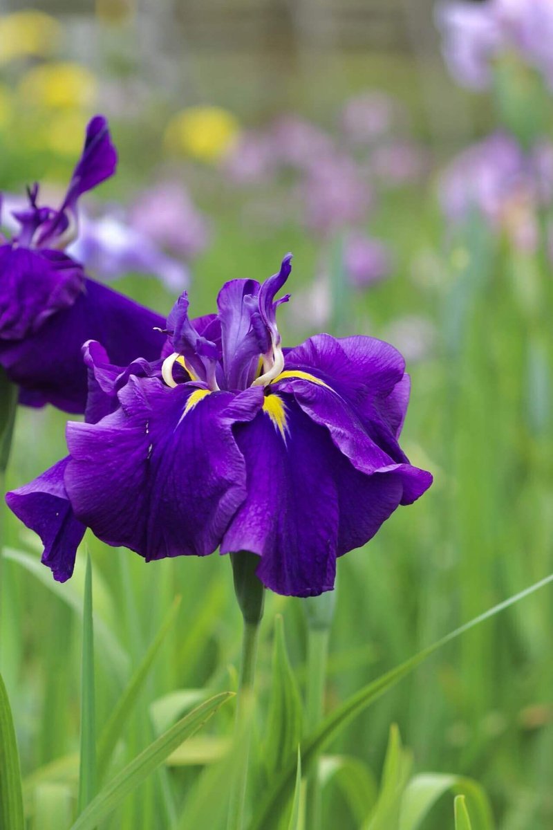 菖蒲華 〜あやめはなさく〜｜micay_lala